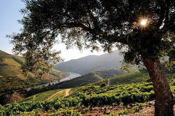 Douro Valley Small-Group Tour: 2 Wineries, Lunch, Optional Cruise - Frequently Asked Questions