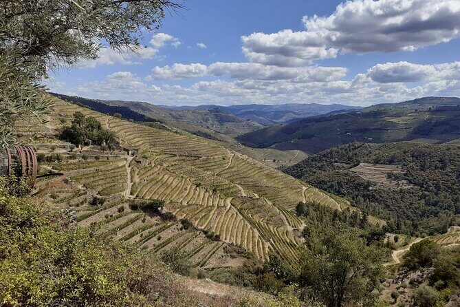 Douro Valley Small-Group Tour: 2 Wineries, Lunch, Optional Cruise - Final Thoughts