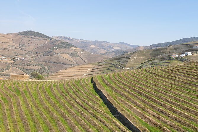 Douro Valley Tour Wine and breathtaking views - Pinhão and the River Vibes