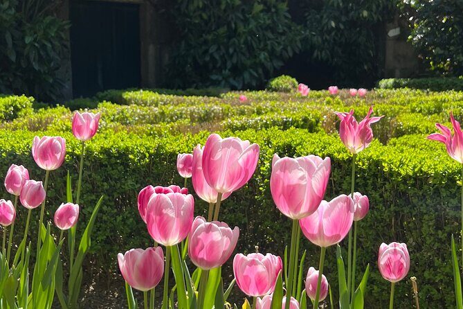Douro Valley Wine Tour with Tastings, Boat Ride & Lunch - Who Would Love This Tour?