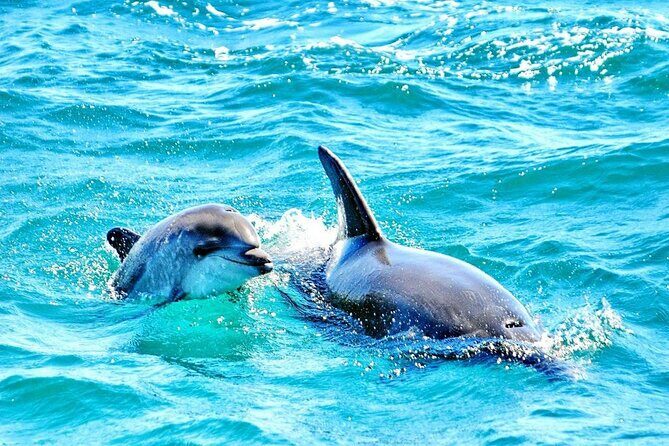 Dreamer Cave and Dolphins Boat Tour Ticket Albufeira - Diving into the Itinerary