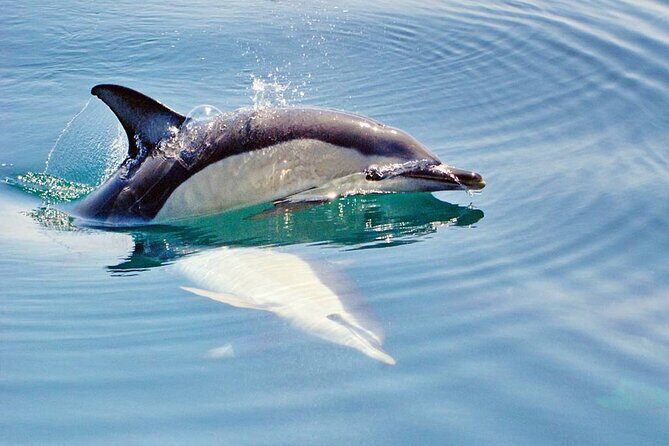 Dreamer Cave and Dolphins Boat Tour Ticket Albufeira - Final Thoughts: Who Should Consider This Tour?