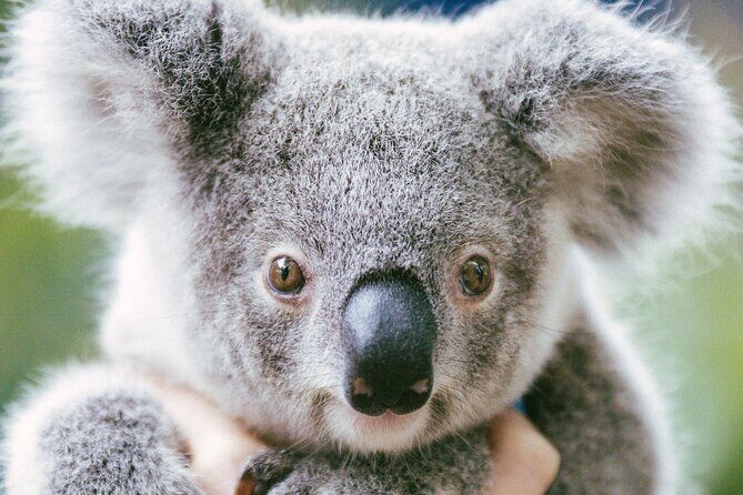 Dreamworld Gold Coast 1-Day Pass  Thrills & Wildlife Encounters - Final Thoughts: Is It Worth It?