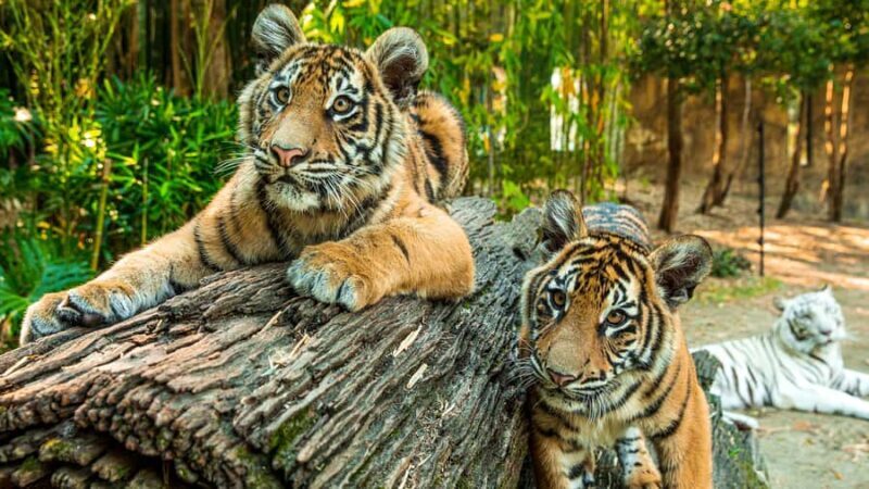 Dreamworld, WhiteWater World & SkyPoint 3-Day Ticket - SkyPoint: Breathtaking Views from 230 Meters Up