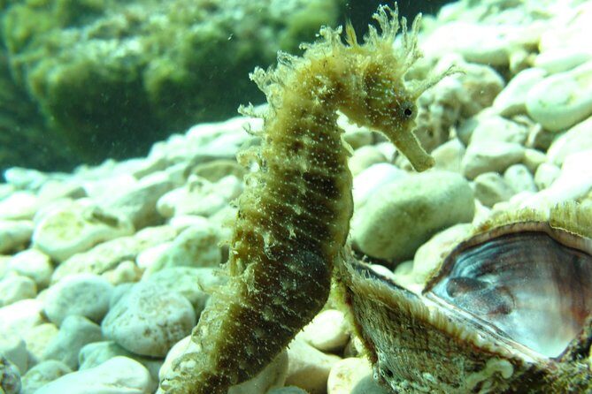 DSD - First time diving course - Introduction