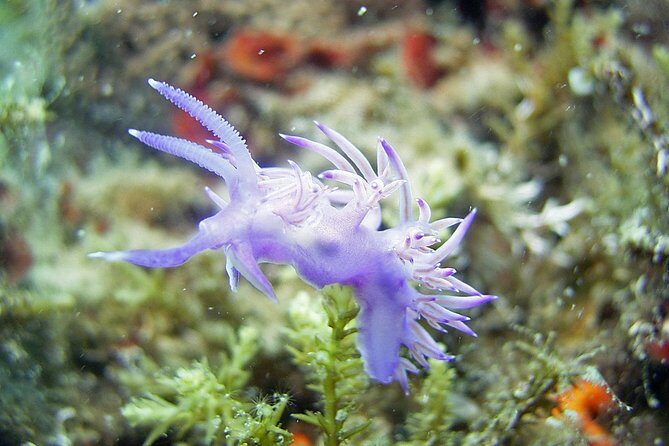 DSD - First time diving course - Group Size and Guide Support