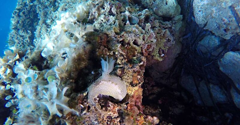 Dubrovnik: 1-Day Discover Scuba Diving Course - Important Practical Details