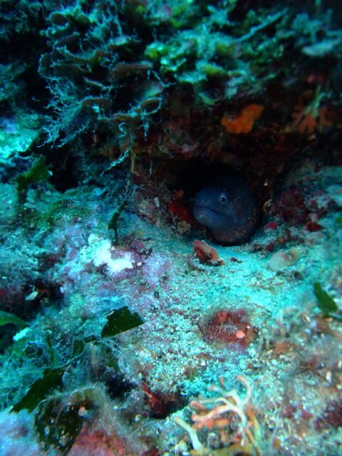 Dubrovnik: 1-Day Diving Package - What to Expect from the Dubrovnik 1-Day Diving Package