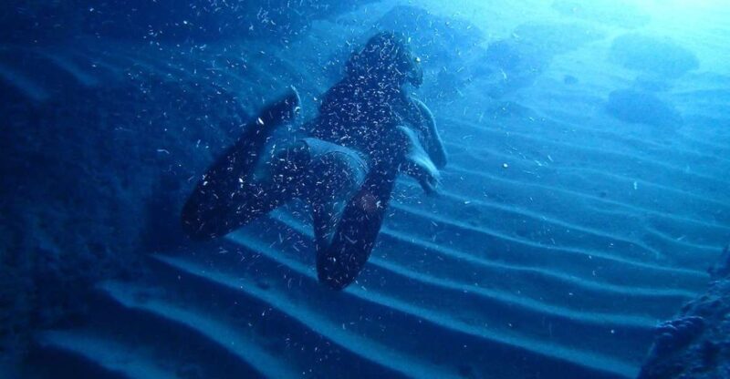 Dubrovnik: Blue Cave Tour with Panoramic Old Town View - Final Thoughts