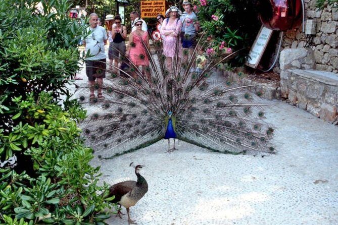 Dubrovnik: Epic Game of Thrones Tour + Lokrum Island Option - A Deep Dive into the Dubrovnik Game of Thrones Tour