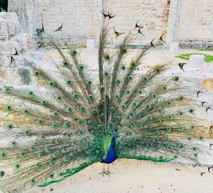 Dubrovnik: Lokrum Island and Betina Cave Boat Tour - The Experience at a Glance