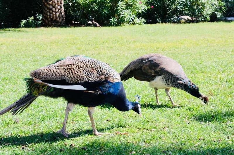 Dubrovnik: Lokrum Island and Betina Cave Boat Tour - Final Thoughts