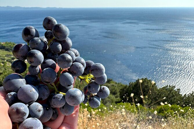 Dubrovnik Private Wine Tasting Tour to Peljesac Peninsula - Frequently Asked Questions