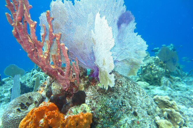 Dune Buggy Adventure in Cozumel with Snorkel and Mexican Lunch - Who Should Consider This Tour?
