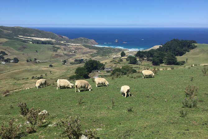 Dunedin City Highlights, Otago Peninsula Scenery & a Guided Penguin Reserve Tour - Final Thoughts: Is This Tour Right for You?