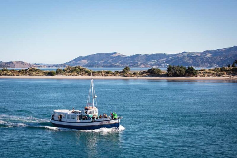 Dunedin: Monarch - One Hour Wildlife Cruise - Otago Peninsula Wildlife Cruise from Wellers Rock Wharf: An Authentic Adventure