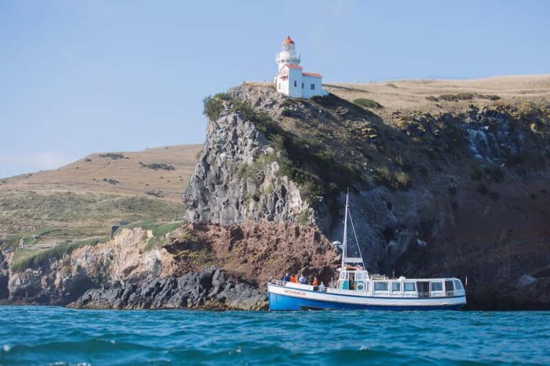 Dunedin: Monarch - One Hour Wildlife Cruise - Final Thoughts: Who Should Book This Tour?