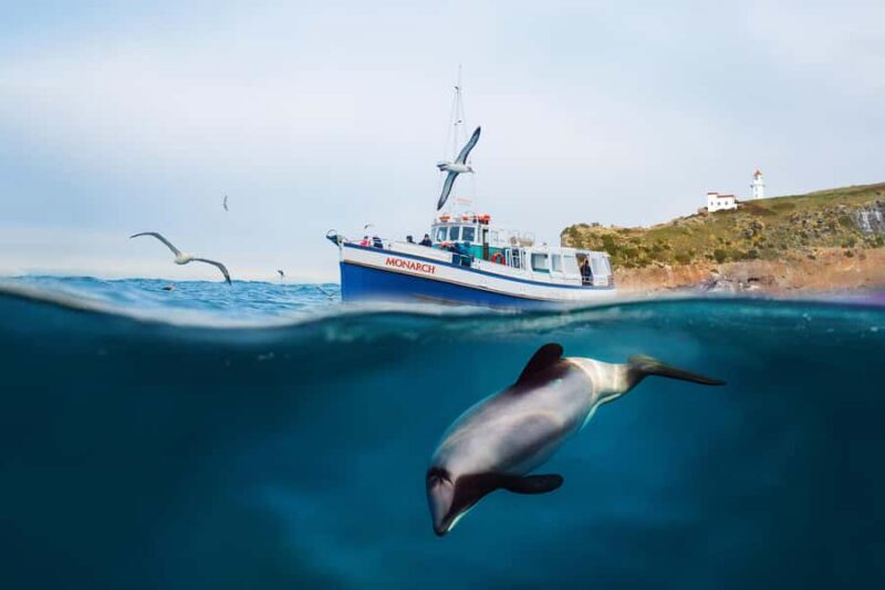 Dunedin: Monarch - One Hour Wildlife Cruise - FAQs