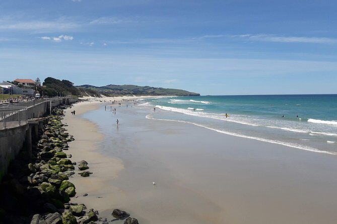 Dunedin Nature & City Tour  Full Day Cruise Excursion - An In-Depth Look at What You Can Expect
