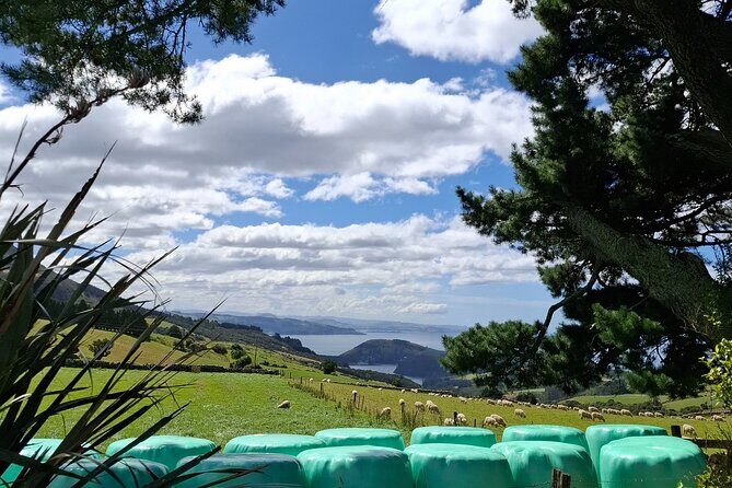 Dunedin & North Otago Scenic & Wildlife Tour - What’s Included and What to Consider