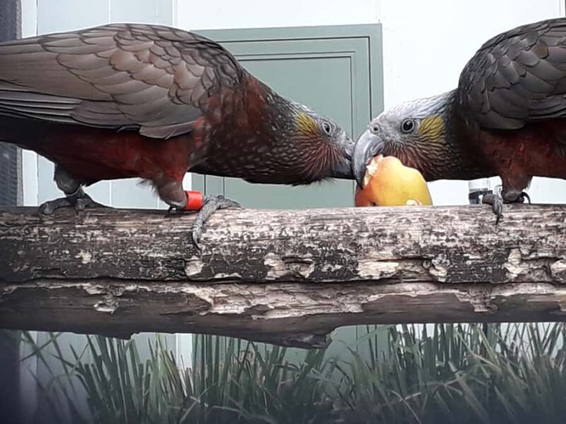 Dunedin: Otago Peninsula with Guided Penguin Reserve Tour - Key Points