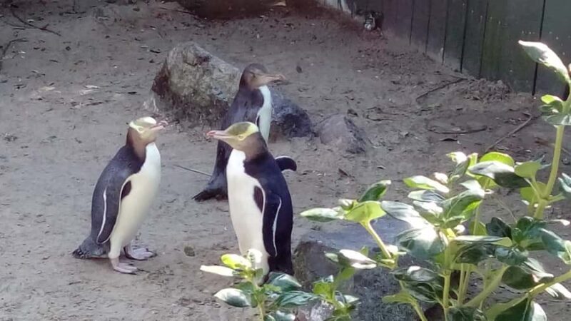 Dunedin: Otago Peninsula with Guided Penguin Reserve Tour - Final Thoughts