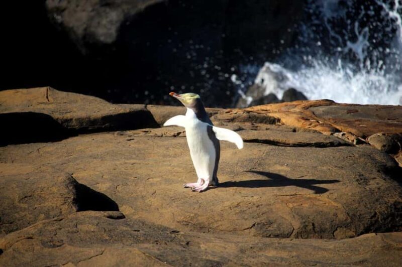 Dunedin to Te Anau via The Catlins & Invercargill 1 Way Tour - An In-Depth Look at the Itinerary