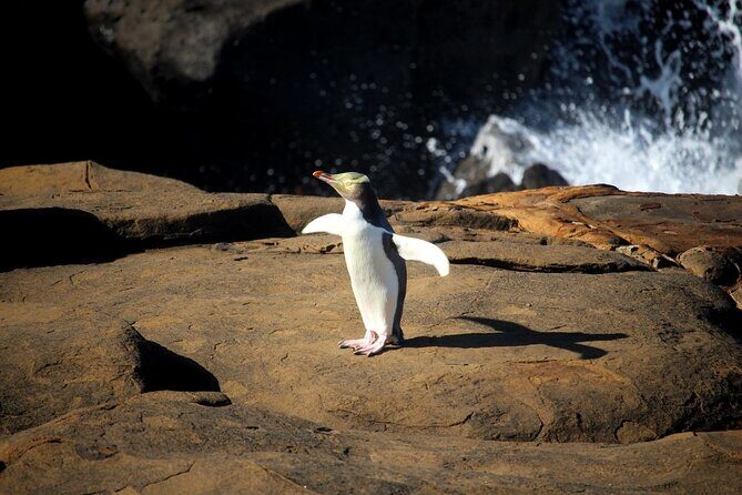 Dunedin to Te Anau via the Catlins One Way Small Group Tour - Key Points