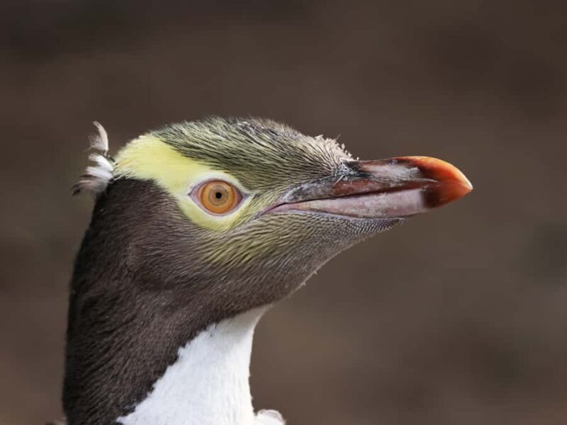 Dunedin: Wildlife and Penguin Tour - Discovering Dunedin’s Wildlife & Penguin Tour — a detailed look