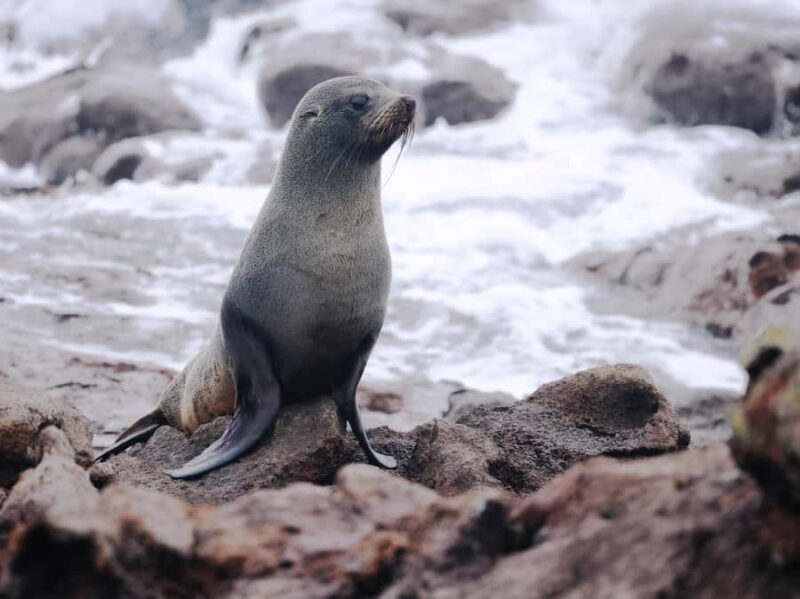 Dunedin: Wildlife and Penguin Tour - FAQ