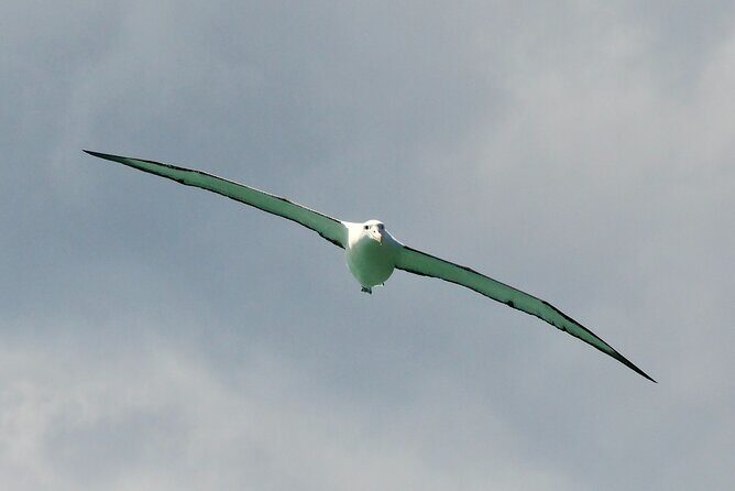 Dunedin Wildlife Cruise-Albatross, seals and harbour - Weather and Wildlife: Be Prepared