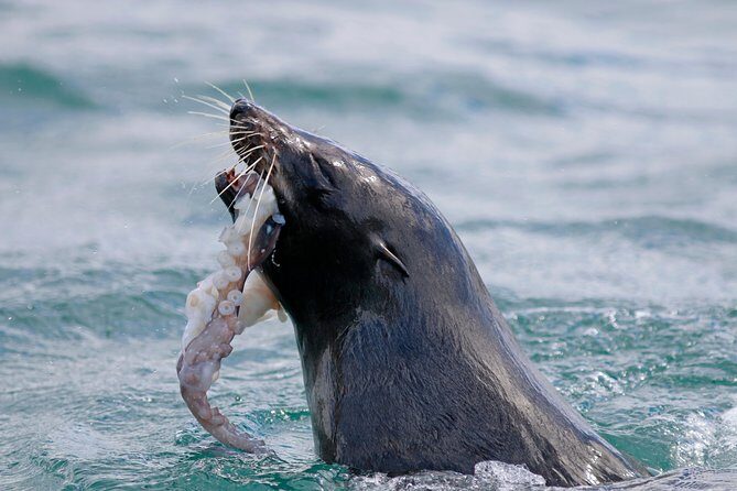 Dunedin Wildlife Cruise-Albatross, seals and harbour - Who Would Love This Tour?