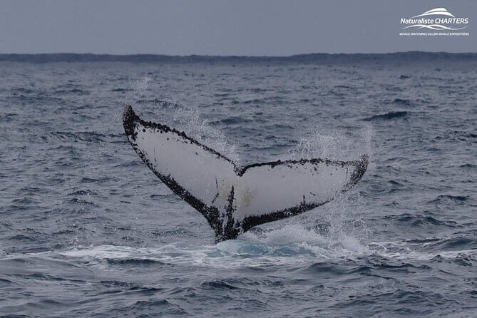 Dunsborough Eco and Snorkel Boat Tour - Authentic Experiences Revealed by Real Reviews