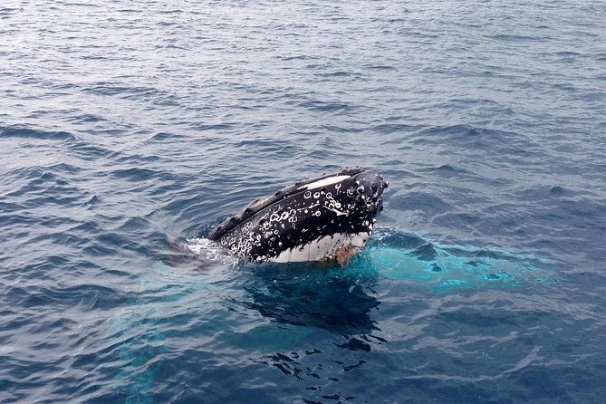 Dunsborough Whale Watching Eco Tour - Practical Tips for Your Whale Watching Trip