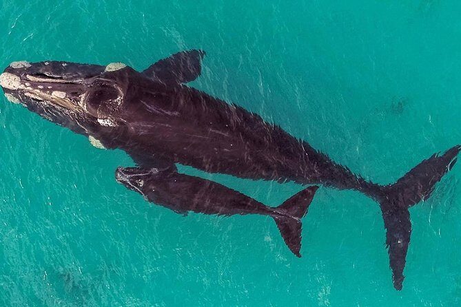 Dunsborough Whale Watching Eco Tour - Final Thoughts: Is This Tour Worth It?