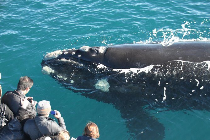 Dunsborough Whale Watching Eco Tour - FAQ