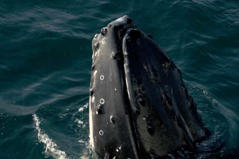 Dunsborough: Whale Watching Tour - Who Will Love This Tour?