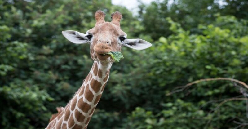 Dunstable: Whipsnade Zoo Full-Day Entrance Ticket - Key Points