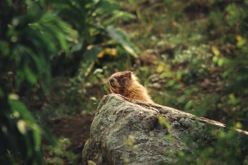 Durango Half Day Jeep Tour - La Plata Canyon - Final Thoughts