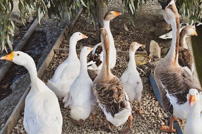 Durrës Countryside Vineyard Experience with Wine & Food Pairing - What to Expect from the Durrës Countryside Vineyard Tour