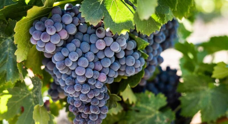 Durres Countryside Vineyards Wine Tasting & Food Pairing - Who Should Consider This Tour?