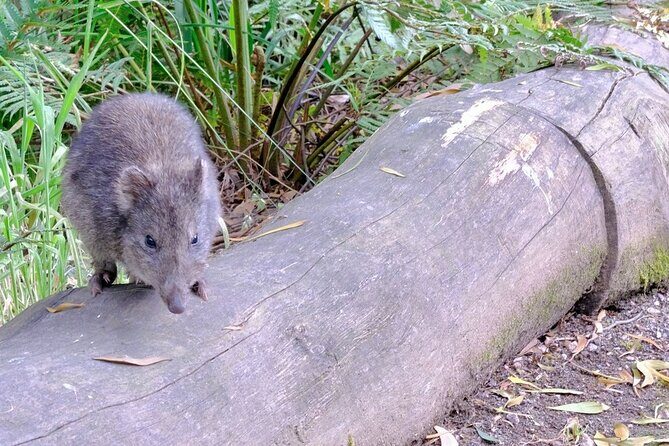 Dusk Discovery Tour - Practical Details and Tips