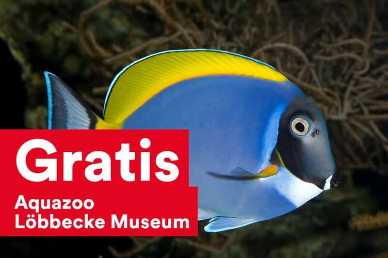 DüsseldorfCard: Discount Tourist Card - Introduction