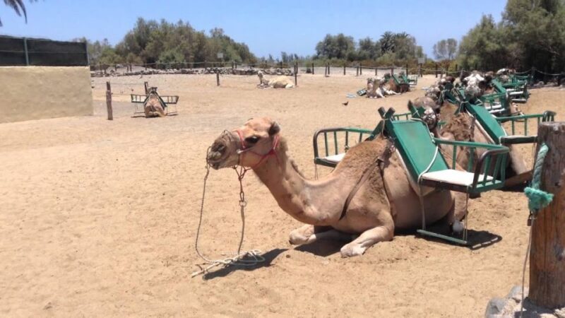 E-Bike City Tour included Camel Tour inside Maspalomas Dunes - FAQs