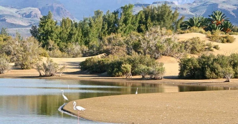 E-Bike CitySightseeing: Maspalomas, Playa Ingles, Meloneras - Authenticity and Insights from Past Participants