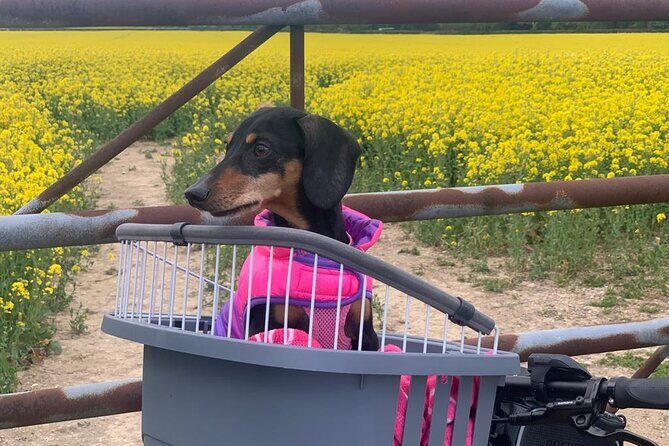 E-bike excursion exploring the Purbecks - Final Thoughts