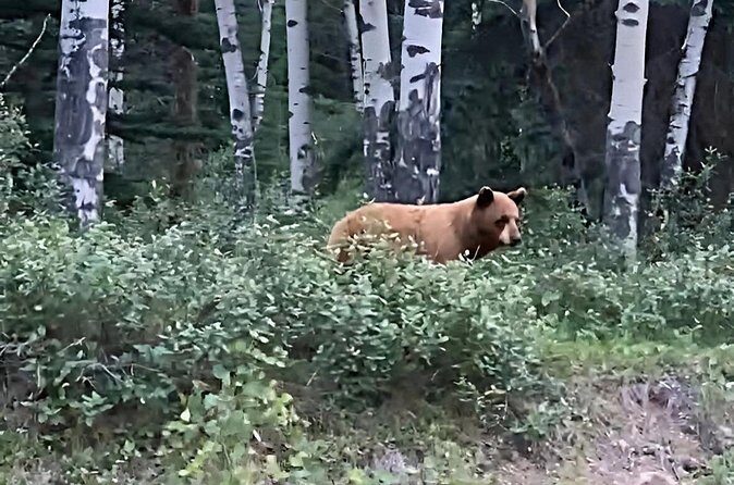 E-Bike Safari Eco Tour - Frequently Asked Questions