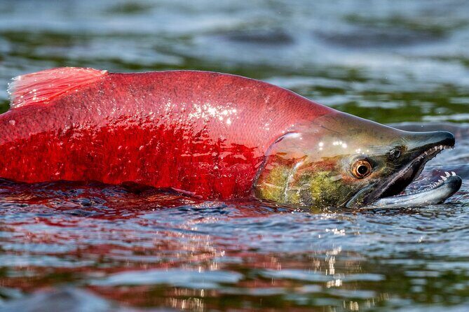 E-Bike Salmon Adventure - Who Should Consider This Tour?