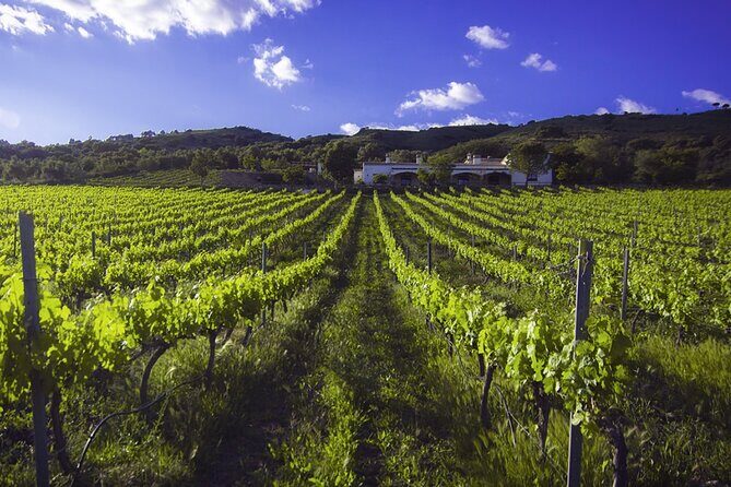 e-Bike (Self-Guided) & Winery tour - 20km Easy - Price & Overall Value