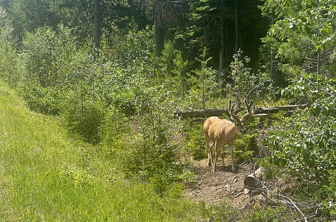 E Bike Tour in Glacier National Park Cammas Road - Who Will Love This Experience?